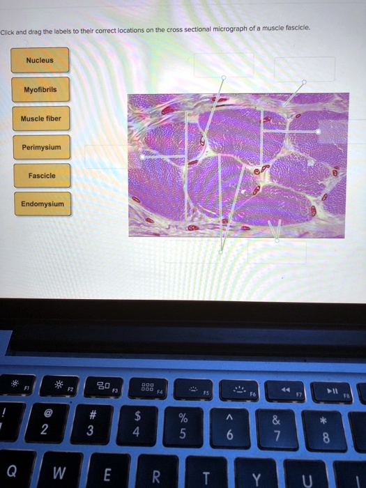 Click and drag the labels to their correct locations on the cross ...