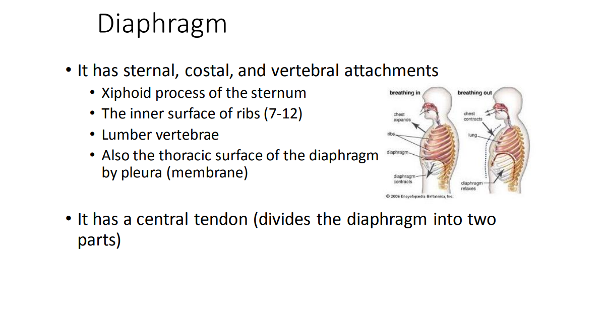 Diaphragm - It has sternal, costal, and vertebral attachments - Xiphoid ...