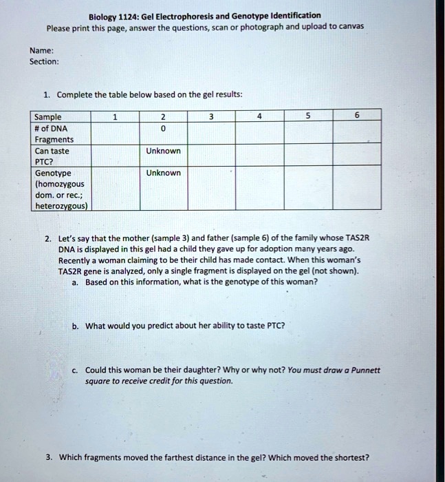 Biology 1124 gel electrophoresis and genotype identification...