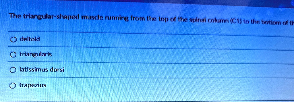 The triangular-shaped muscle running from the top of the spinal column ...