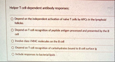 helper t cell dependent antibody responses o depend on the independent ...