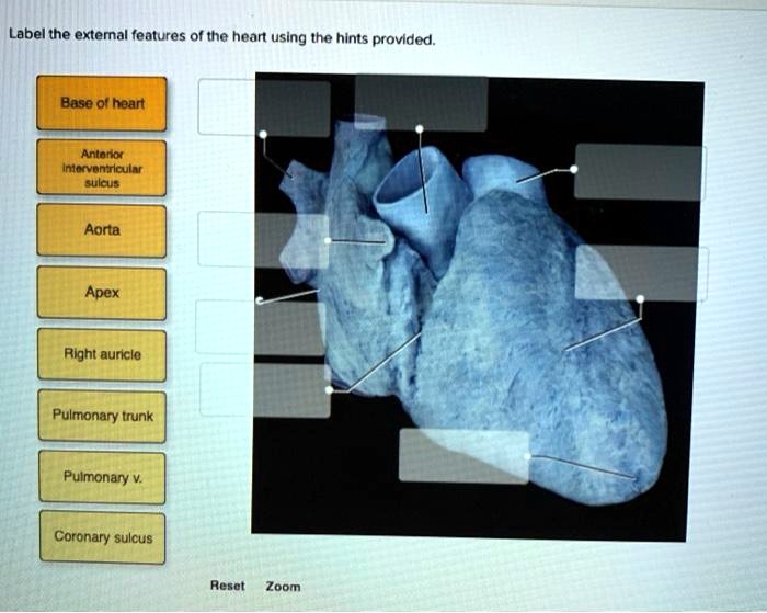 label the external features of the heart using the hints provided base of heart anterior ...