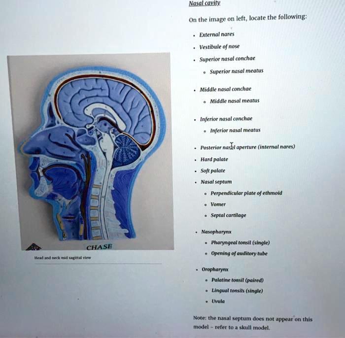CHASE Head and neck mid sagittal view Nasal cavity On the image on left ...