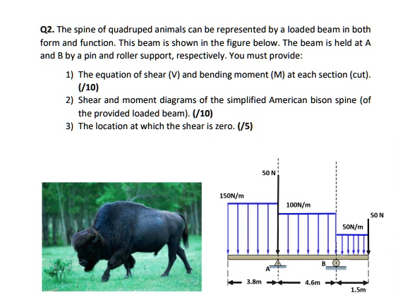 q2the spine of quadruped animals can be represented by a loaded beam in ...
