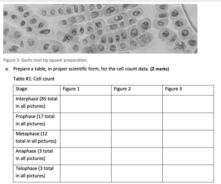 SOLVED: Figure 3: Garlic root tip squash preparation. Prepare table; in ...