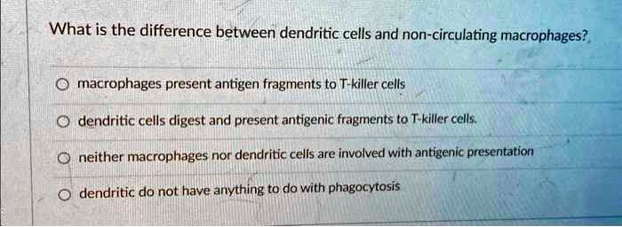 SOLVED: What is the difference between dendritic cells and non-circulating macrophages ...