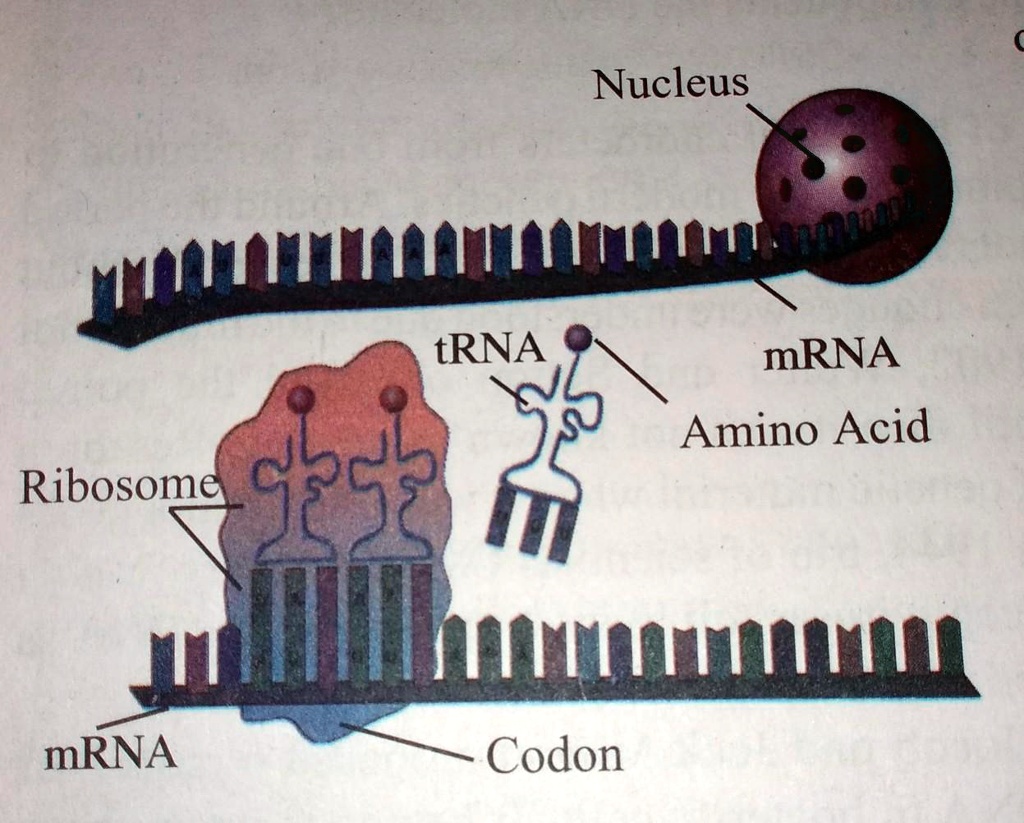 Solved Which Two Processes Are Shown In The Diagram Below Nucleus Trna Mrna Amino Acid