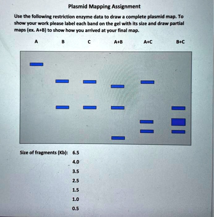 SOLVED: Plasmid Mapping Assignment Use the following restriction enzyme data to draw complete ...