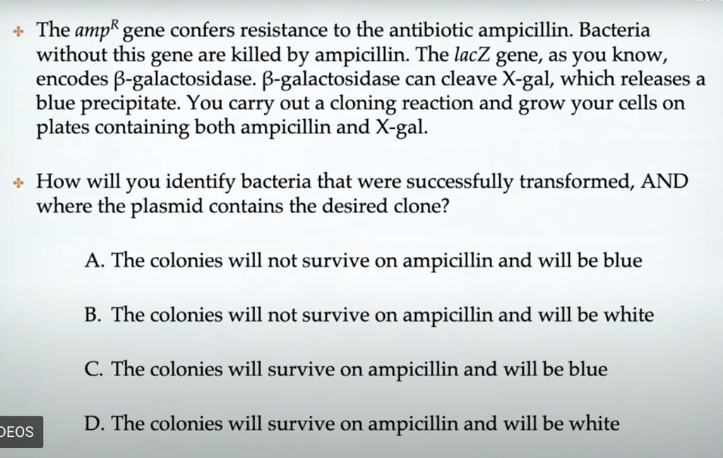 The ampR gene confers resistance to the antibiotic ampicillin. Bacteria ...