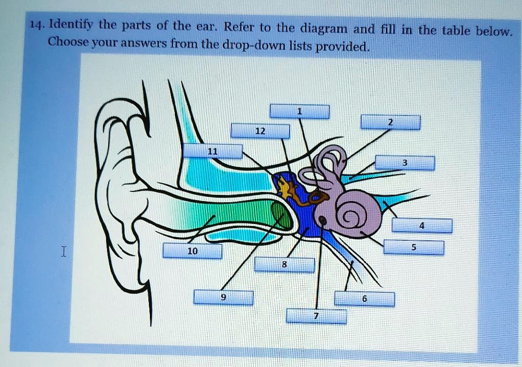 14.Identify the parts of the ear.Refer to the diagram and fill in the ...