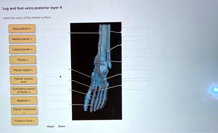 SOLVED: Leg and foot veins posterior layer 4 Label the veins of the ...
