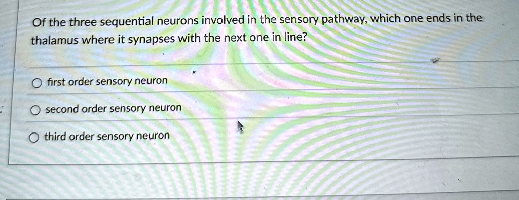 of the three sequential neurons involved in the sensory pathway which ...