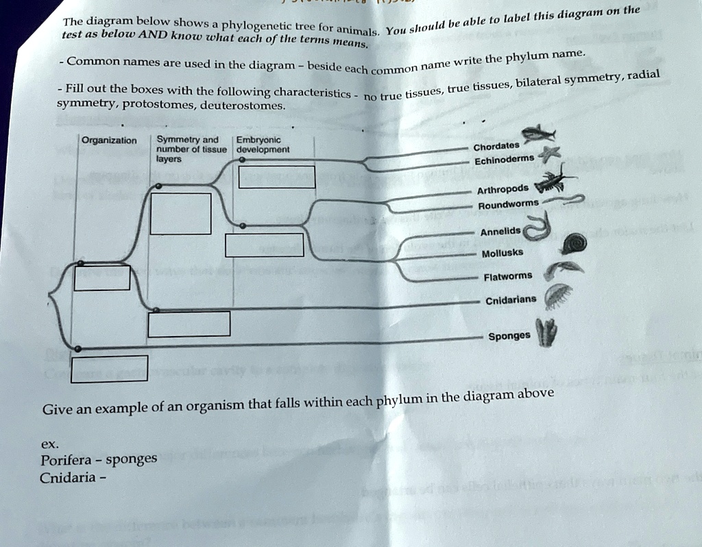 The diagram below shows a phylogenetic tree for animals. You should be ...