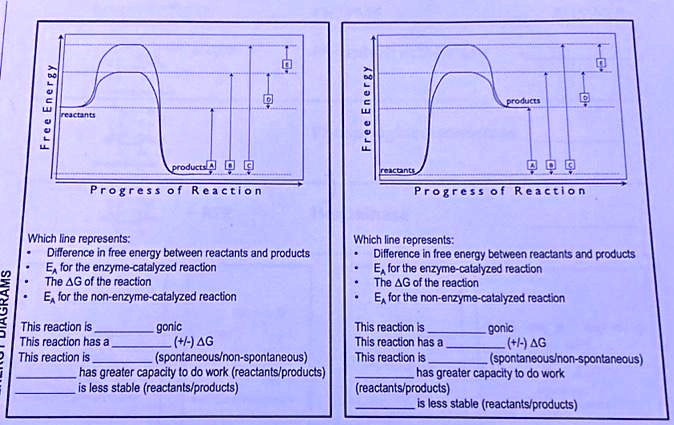 SOLVED: Texts: REACTION ENERGY DIAGRAMS Free Energy Progress of ...