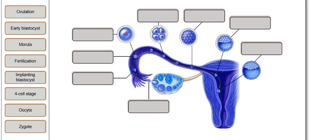 SOLVED: Drag the appropriate labels to their respective targets ...