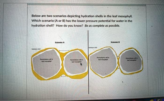SOLVED: Below are two scenarios depicting hydration shells in the leaf ...