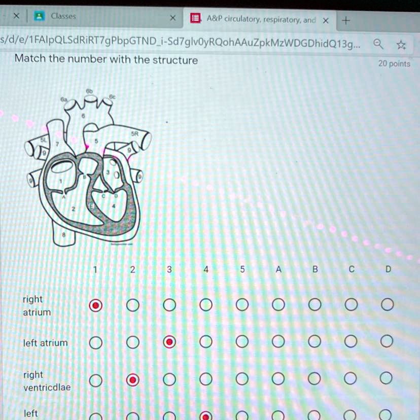 SOLVED: 'Match the number with the structure choices are: right atrium left atrium right ...