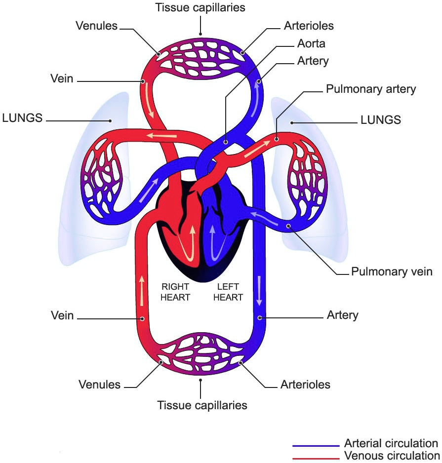 SOLVED: 'The blue areas in the image represent the body parts that ...