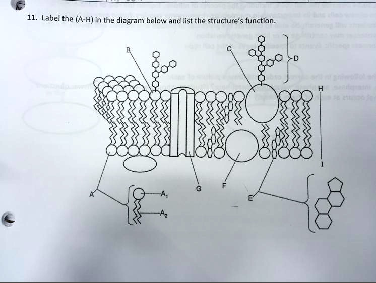 SOLVED: "Label the (A-H) in the diagram below and list the structures ...