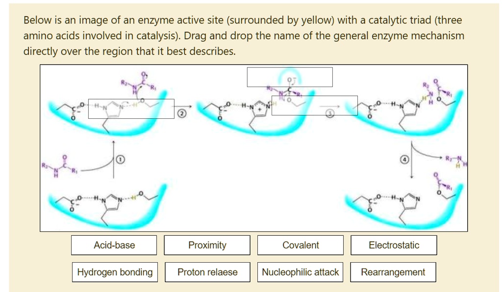 SOLVED: Below is an image of an enzyme active site (surrounded by ...