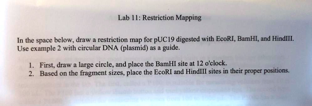 SOLVED: Lab [: Restriction Mapping In the space below, draw a ... SOLVED: Lab [: Restriction Mapping In the space below, draw a ...
