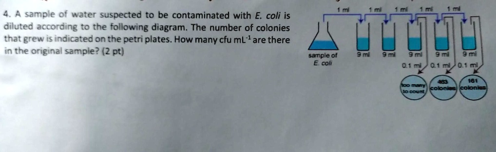 SOLVED: A sample of water suspected to be contaminated with E. coli is ...