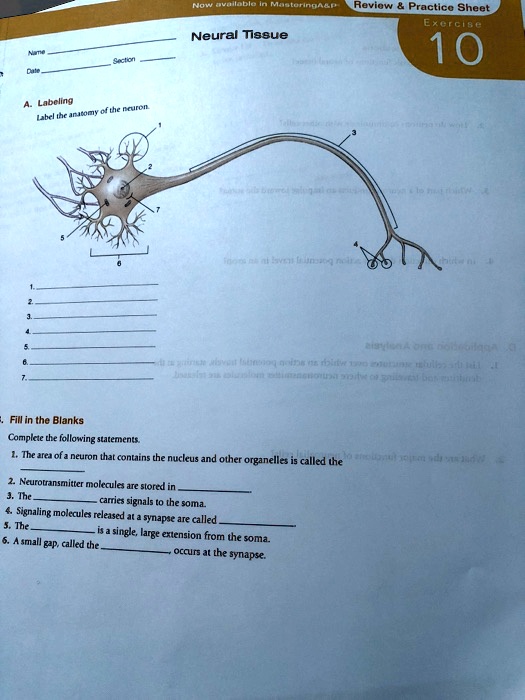 SOLVED: Text: Review Practice Sheet Neural Tissue 10 A. Labeling: Label ...