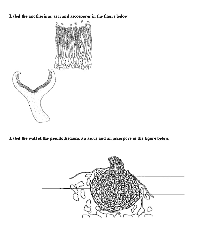label the apothecium asci and ascospores in the figure below label the ...