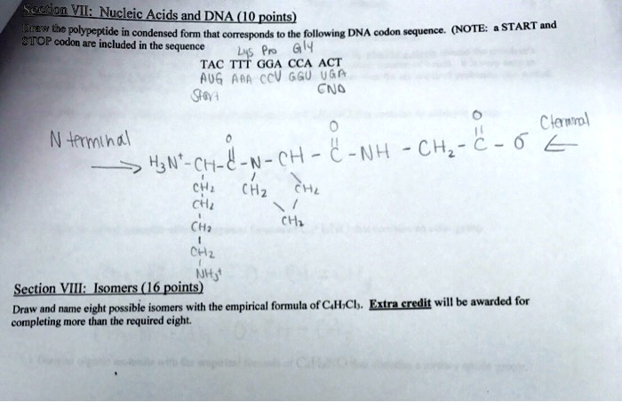 Section VII: Nucleic Acids and DNA (10 points) Draw the polypeptide in ...