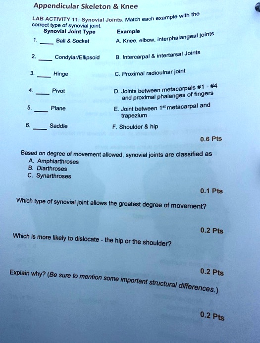 SOLVED: Appendicular Skeleton Knee LAB ACTIVITY 11: Synovial Joints. Malch each example with the ...