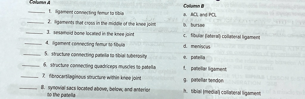 Column A 1. ligament connecting femur to tibia 2. ligaments that cross ...