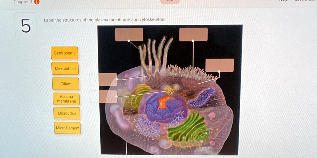 label the structures of the plasma membrane and cytoskeleton chapter 3 ... label the structures of the plasma membrane and cytoskeleton chapter 3 ...
