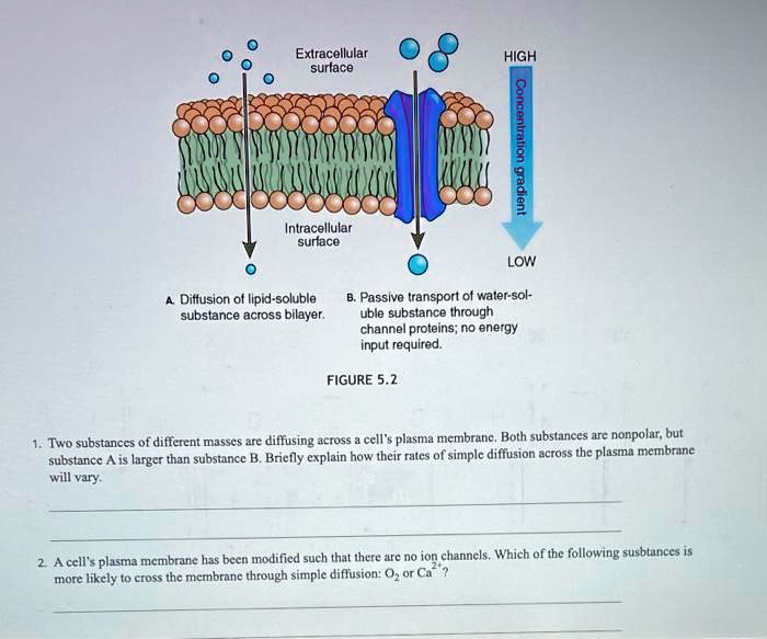 Extracellular surface HIGH Intracellular surface LOW Diffusion of lipid ...