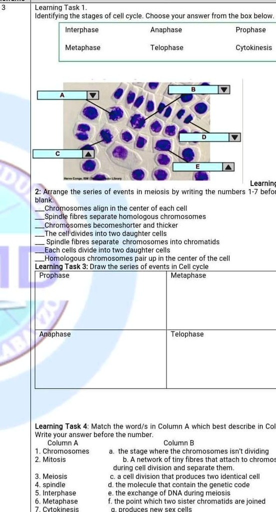 3 Learning Task 1. Identifying the stages of cell cycle. Choose your ...