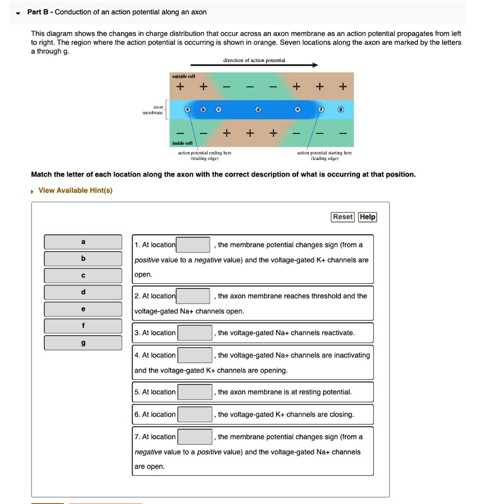 SOLVED: Part B - Conduction of an action potential along an axon This ...
