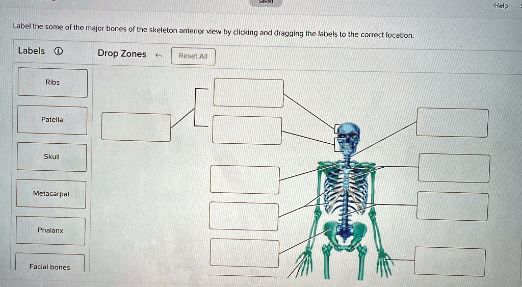 label the some of the major bones of the skeleton anterior view by ...