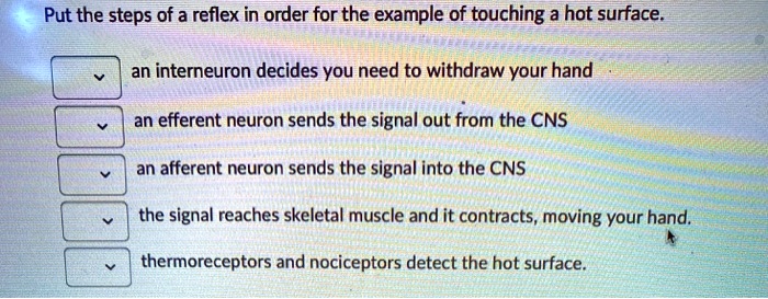 SOLVED: Put the steps of a reflex in order for the example of touching ...