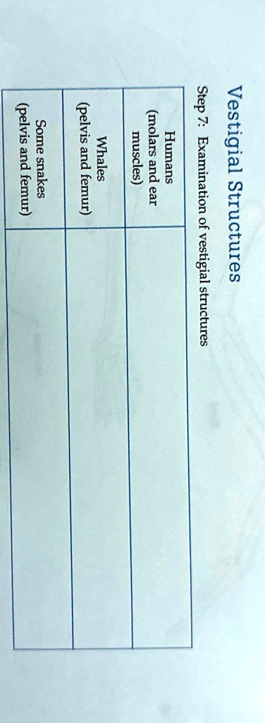 Vestigial Structures Step 7: Examination of vestigial structures Humans ...