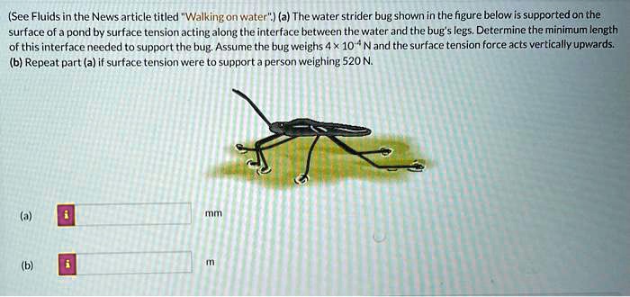SOLVED: See Fluids in the News article titled "Walking on Water" The ...