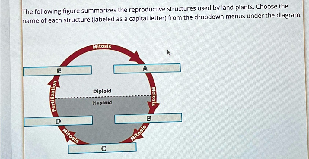 The following figure summarizes the reproductive structures used by land plants. Choose the name ...