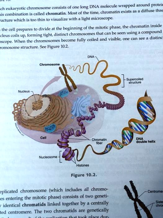 SOLVED: A eukaryotic chromosome consists of one long DNA molecule wrapped around proteins. This ...