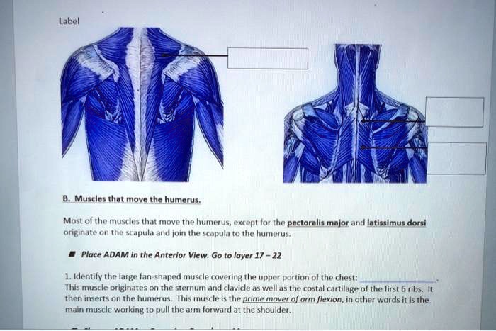 SOLVED: Muscles that move the humerus Most of the muscles that move the ...