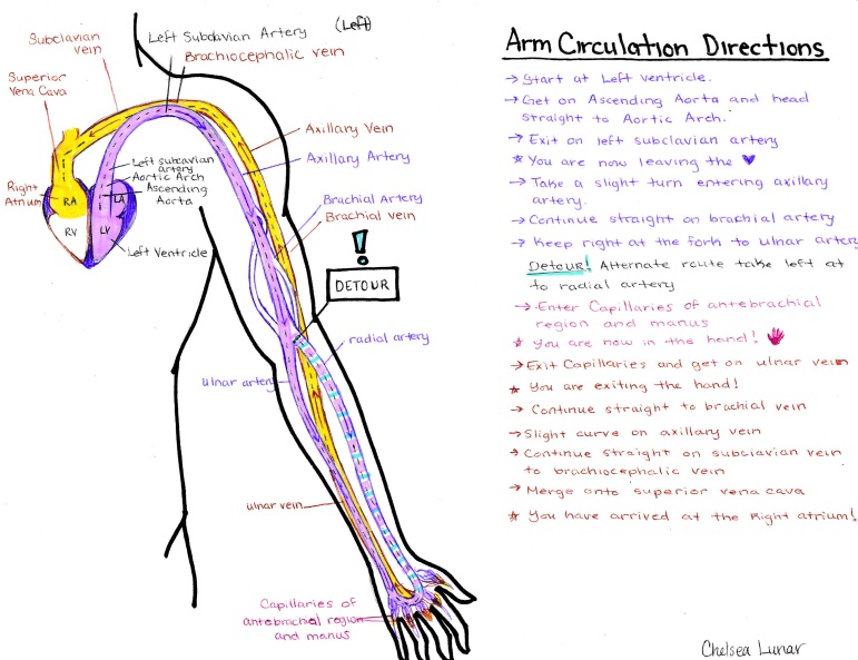 SOLVED: Please draw a "map" and provide a route for a circulatory ...