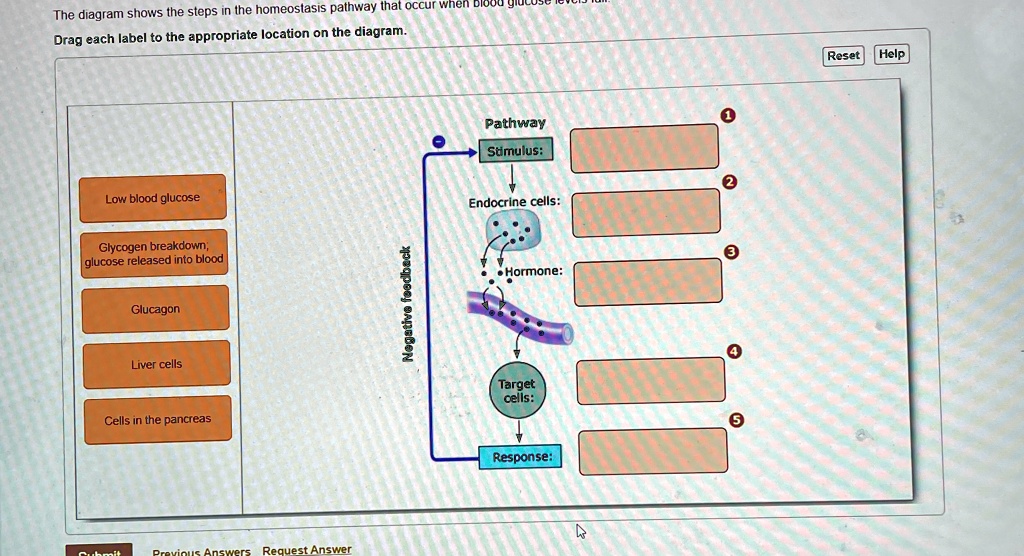 the diagram shows the steps in the homeostasis pathway that occur when blood glucose levels fall ...