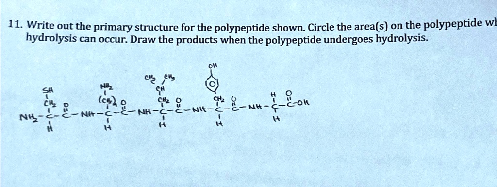 11. Write out the primary structure for the polypeptide shown. Circle ...