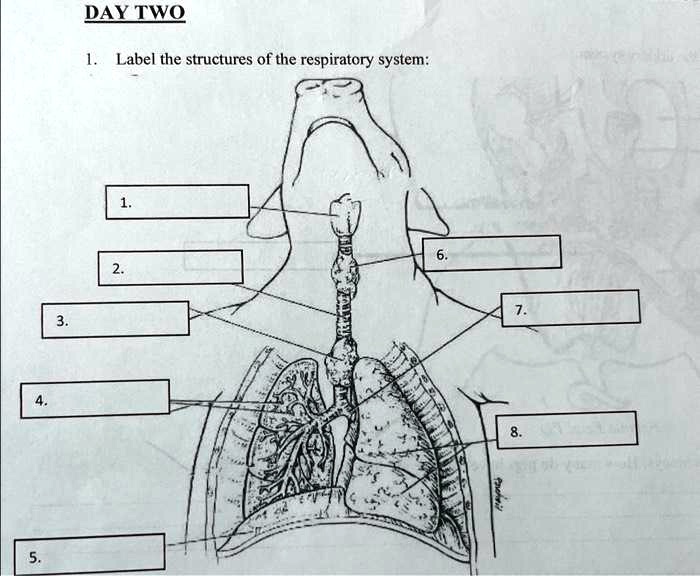 DAY TWO 1. Label the structures of the respiratory...