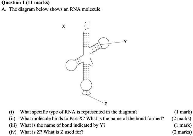 SOLVED: Question (I1 marks) The diagram below shows an RNA molecule ...