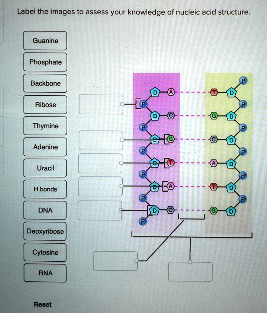label the images to assess your knowledge of nucleic acid structure ...