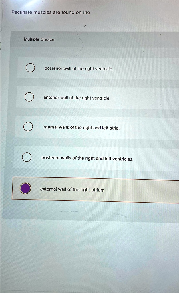 Pectinate muscles are found on the Multiple Choice posterior wall of ...