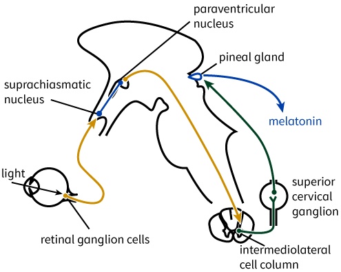 SOLVED: Paraventricular nucleus Pineal gland Suprachiasmatic nucleus ...